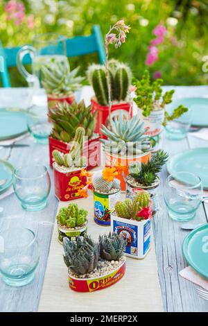 Selection of Mexican style tin can cacti planters decorating centre of ...
