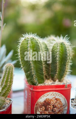 Mexican style tin can cacti planters Stock Photo - Alamy