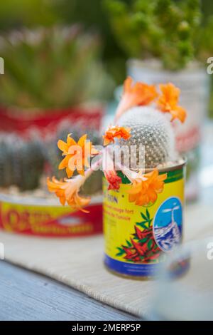 Mexican style tin can cacti planters Stock Photo - Alamy