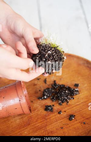 Terrarium, removing excess soil before planting Stock Photo - Alamy