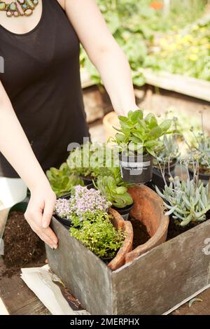 Planting an alpine planter Stock Photo - Alamy