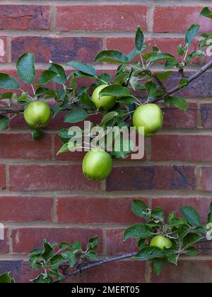 Fruit tree trained on Brick Wall Stock Photo - Alamy