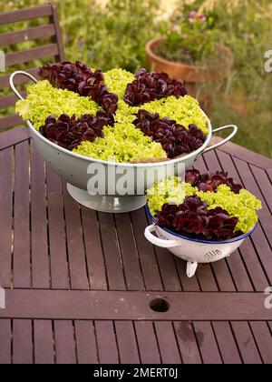 Colourful salad growing in colander Stock Photo - Alamy