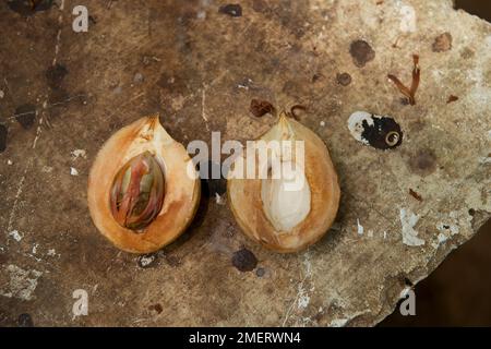 Central Province, Matale, Spice Garden, Sri Lanka, bowls of dried ...
