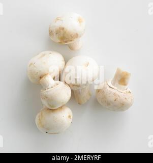 A close up shot of button mushrooms Stock Photo - Alamy