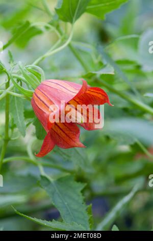 Flower of the Canary Bellflower (Canarina canariensis), also known as ...