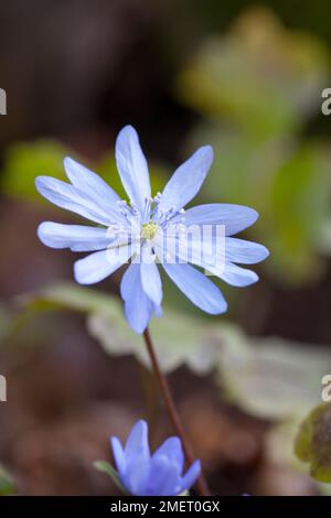 Liverleaf (Hepatica transsilvanica) flower Stock Photo - Alamy