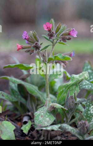 PULMONARIA RED FRECKLES Stock Photo - Alamy