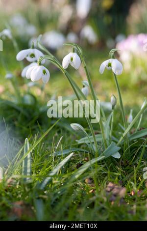 Galanthus hippolyta. Snowdrop Stock Photo - Alamy