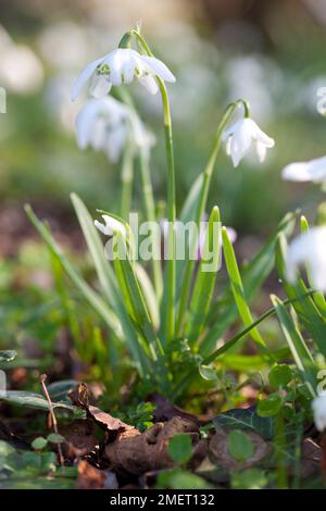 Galanthus nivalis f. pleniflorus 'Lady Elphinstone'. Characteristic ...
