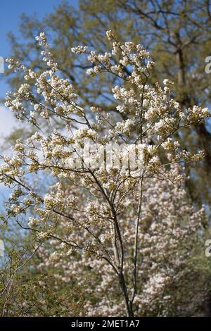 Amelanchier x grandiflora 'Ballerina' Stock Photo - Alamy