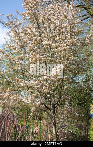Amelanchier x grandiflora 'Ballerina' Stock Photo - Alamy