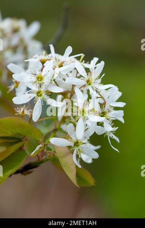 Amelanchier x grandiflora 'Ballerina' Stock Photo - Alamy