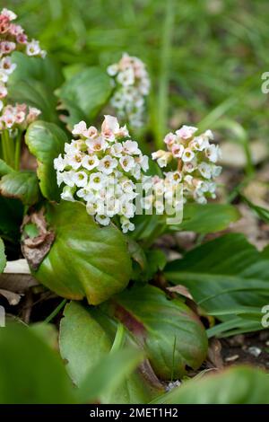 Bergenia stracheyi Alba Group Stock Photo - Alamy