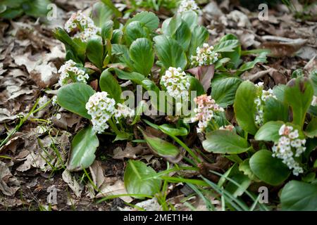 Bergenia stracheyi Alba Group Stock Photo - Alamy