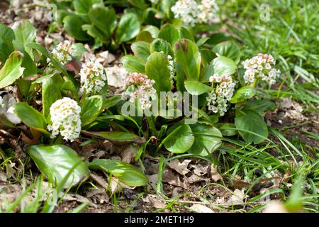 Bergenia stracheyi Alba Group Stock Photo - Alamy