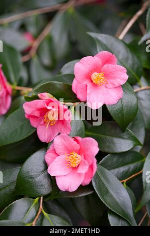 Camellia 'Cornish Spring' (cuspidata x japonica Stock Photo - Alamy