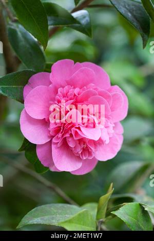 Camellia x williamsii 'Debbie' is a hybrid plant located in Trewidden ...
