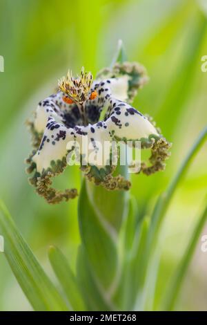 Ferraria crispa 'Starfish Lily'. Black Flag. Sea Spider Iris. Starfish ...