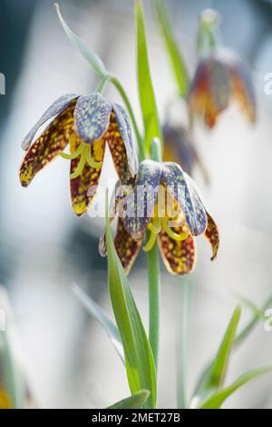 checker lily (Fritillaria affinis Stock Photo - Alamy