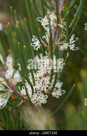 Mountain Needlewood (Hakea lissosperma Stock Photo - Alamy