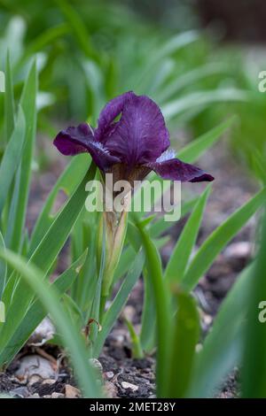Iris 'Hello Darkness' Stock Photo - Alamy