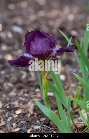 Iris 'Hello Darkness' Stock Photo - Alamy