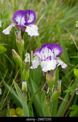 Iris Rare Edition Stock Photo - Alamy