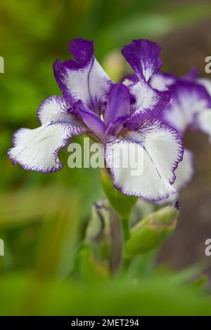 Iris 'Rare Edition' Stock Photo - Alamy