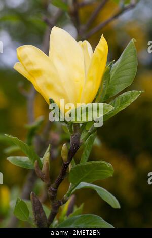Yellow Magnolia Daphne flower Stock Photo - Alamy