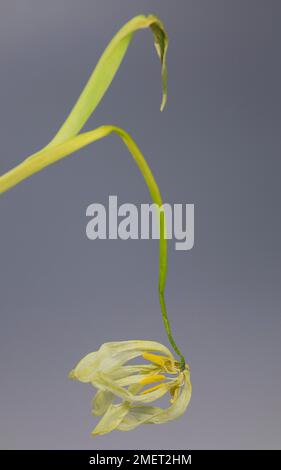 Transience, tulip (Tulipa), Germany Stock Photo - Alamy