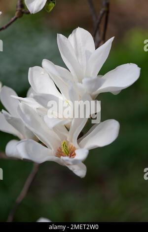 Flowering Magnolia x soulangeana 'Alba Superba' (Magnolia 'Alba Superba ...