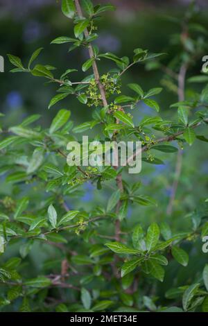 Orixa japonica (Orixa japonica), flower Stock Photo - Alamy