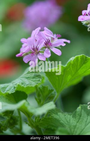 Pelargonium 'Atomic Snowflake' Stock Photo - Alamy
