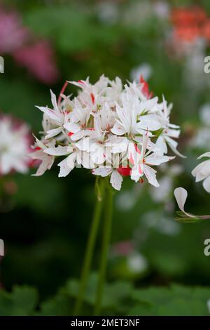 Pelargonium 'Vectis Glitter' Stock Photo - Alamy