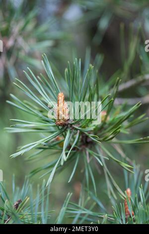 Pinus sylvestris Aurea Group Stock Photo - Alamy