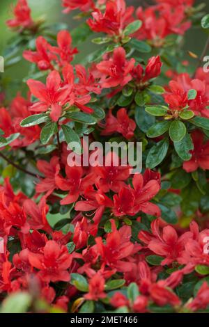 Rhododendron 'Addy Wery' Stock Photo - Alamy