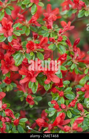 Rhododendron 'Addy Wery' Stock Photo - Alamy