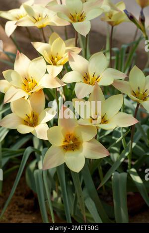 Tulipa clusiana 'Sheila' Stock Photo - Alamy