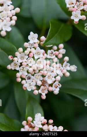 Viburnum tinus 'Gwenllian' Stock Photo - Alamy