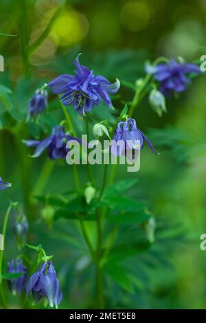 Aquilegia Mrs Scott-Elliot hybrids (Columbine Stock Photo - Alamy