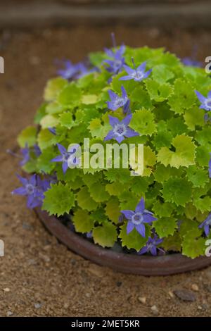 campanula garganica dicksons gold flowers flowering blooms purple blue ...