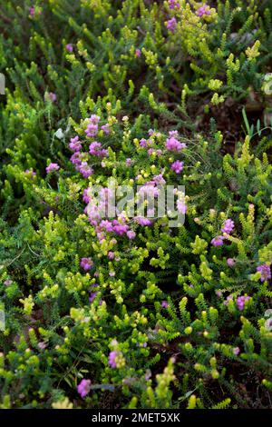 Erica x stuartii 'Irish Orange' Stock Photo - Alamy