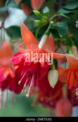 Fuchsia 'Orange King' Stock Photo - Alamy