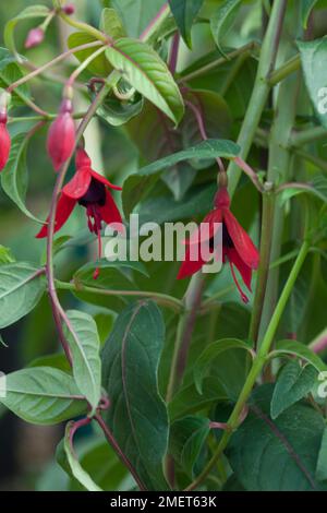 Fuchsia (Lady Boothby Stock Photo - Alamy