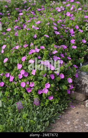 Geranium incanum Geranium incanum Stock Photo - Alamy