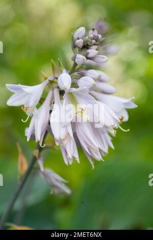 Hosta 'Prince of Wales' Stock Photo - Alamy