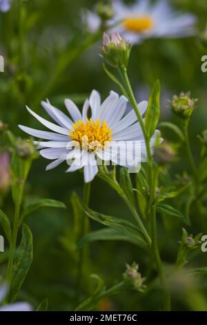Close up of the garden plant kalimeris incisa alba seen outdoors in the ...