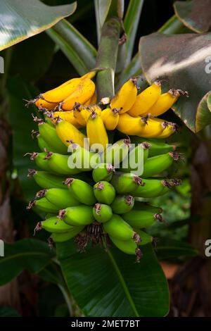 Musa acuminata dwarf Cavendish banana at Shinjuku Gyoen National Garden ...