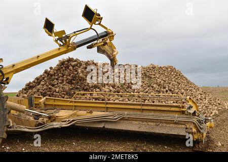 Beet cleaning loader picks up, cleans and loads beetroot (Beta vulgaris ...